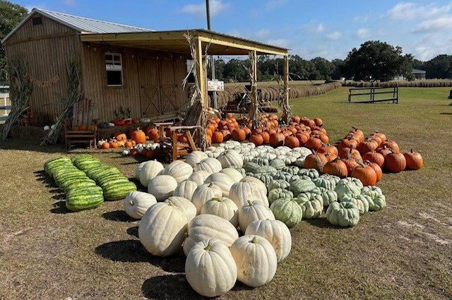Pick a Perfect Pumpkin Patch In and Around Louisiana | Where Y'at New ...