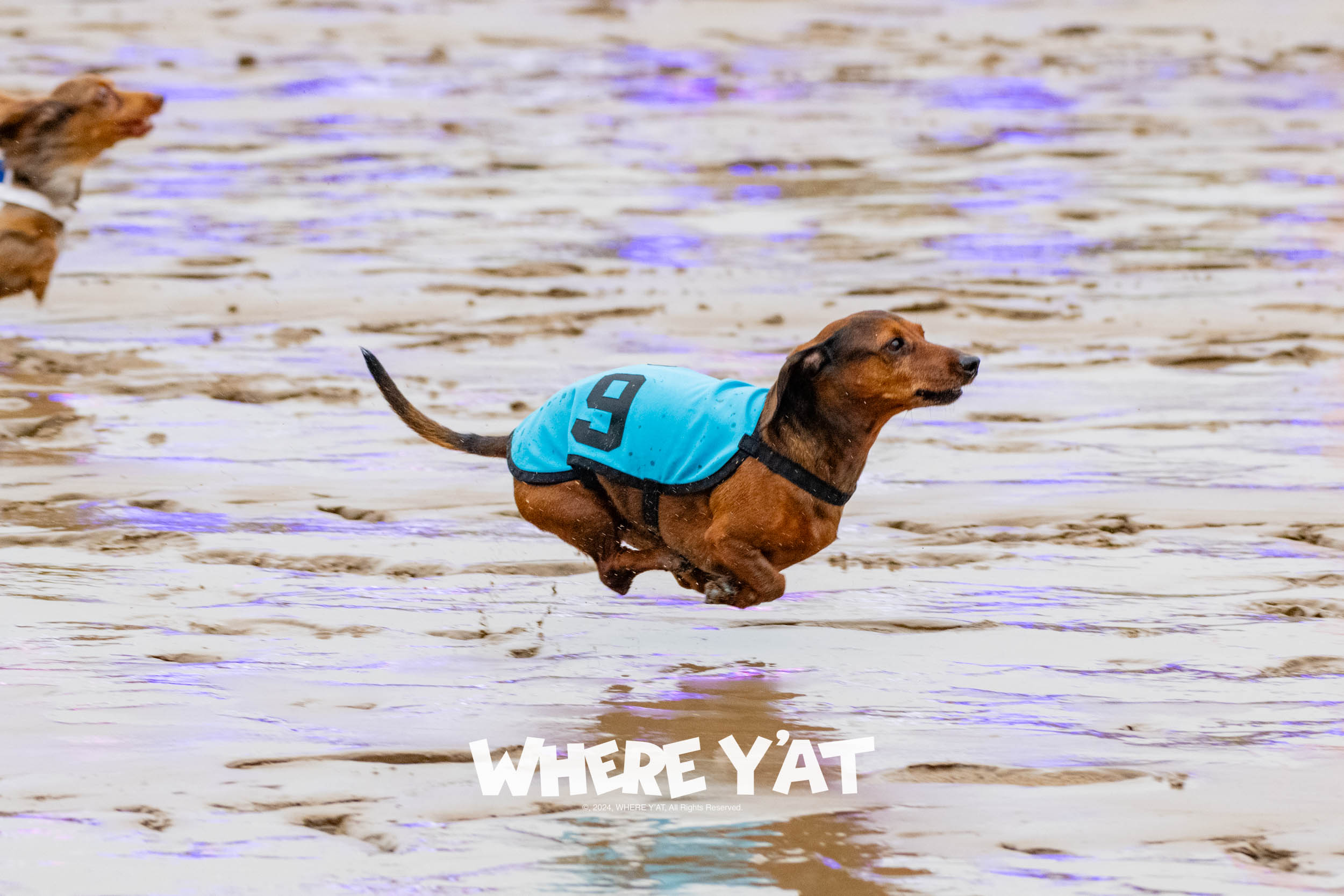 Weiner Dog Race | Where Y'at New Orleans