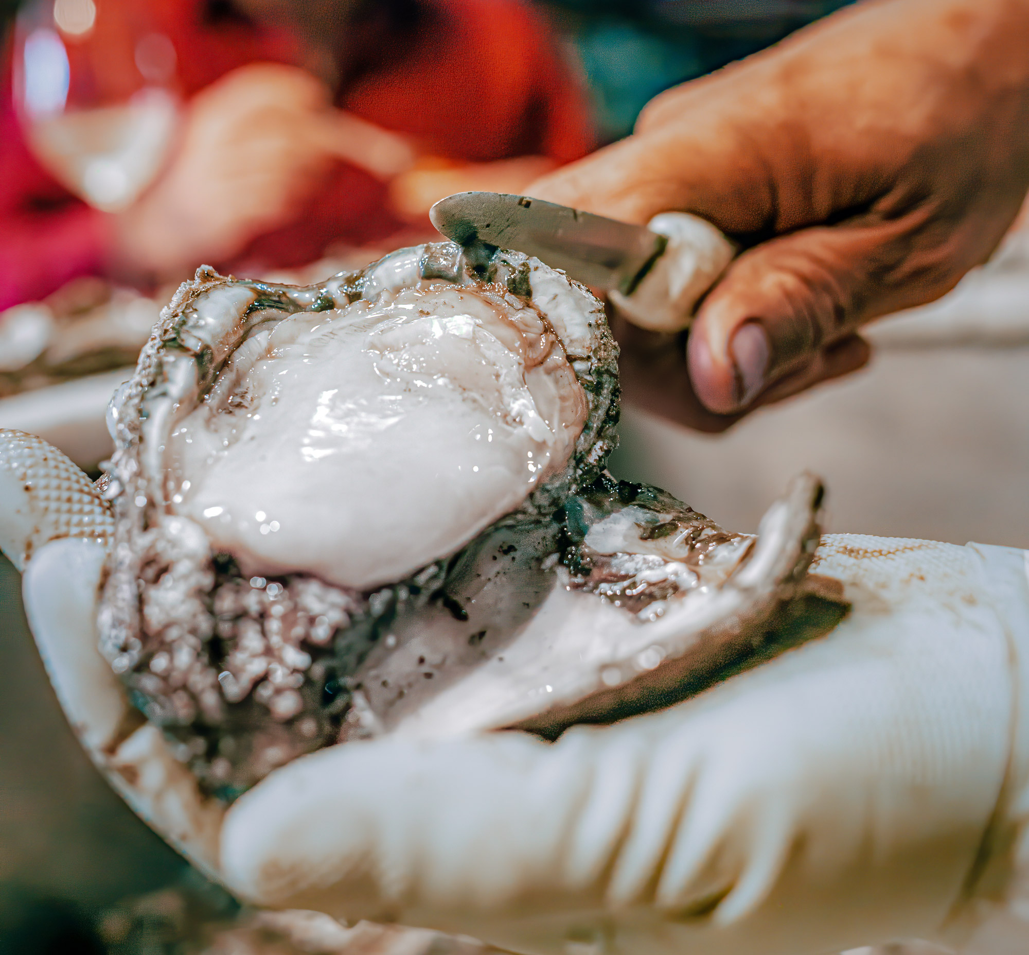 The Louisiana Shell Game: 2020 Oyster Outlook | Where Y'at New Orleans