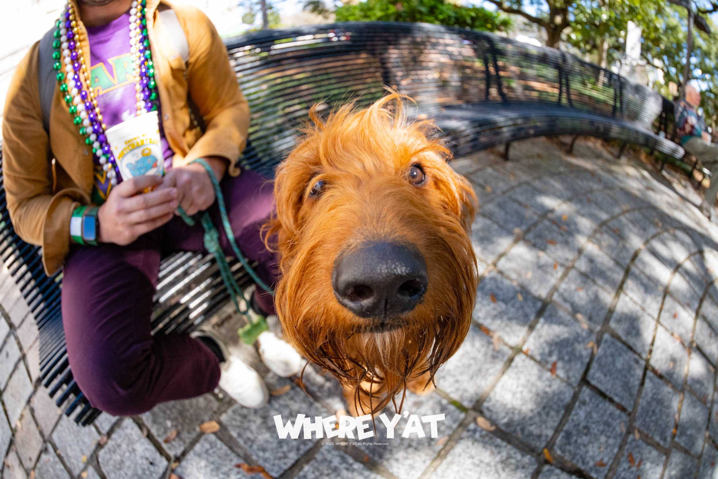 Barkus 2023 | Where Y'at New Orleans