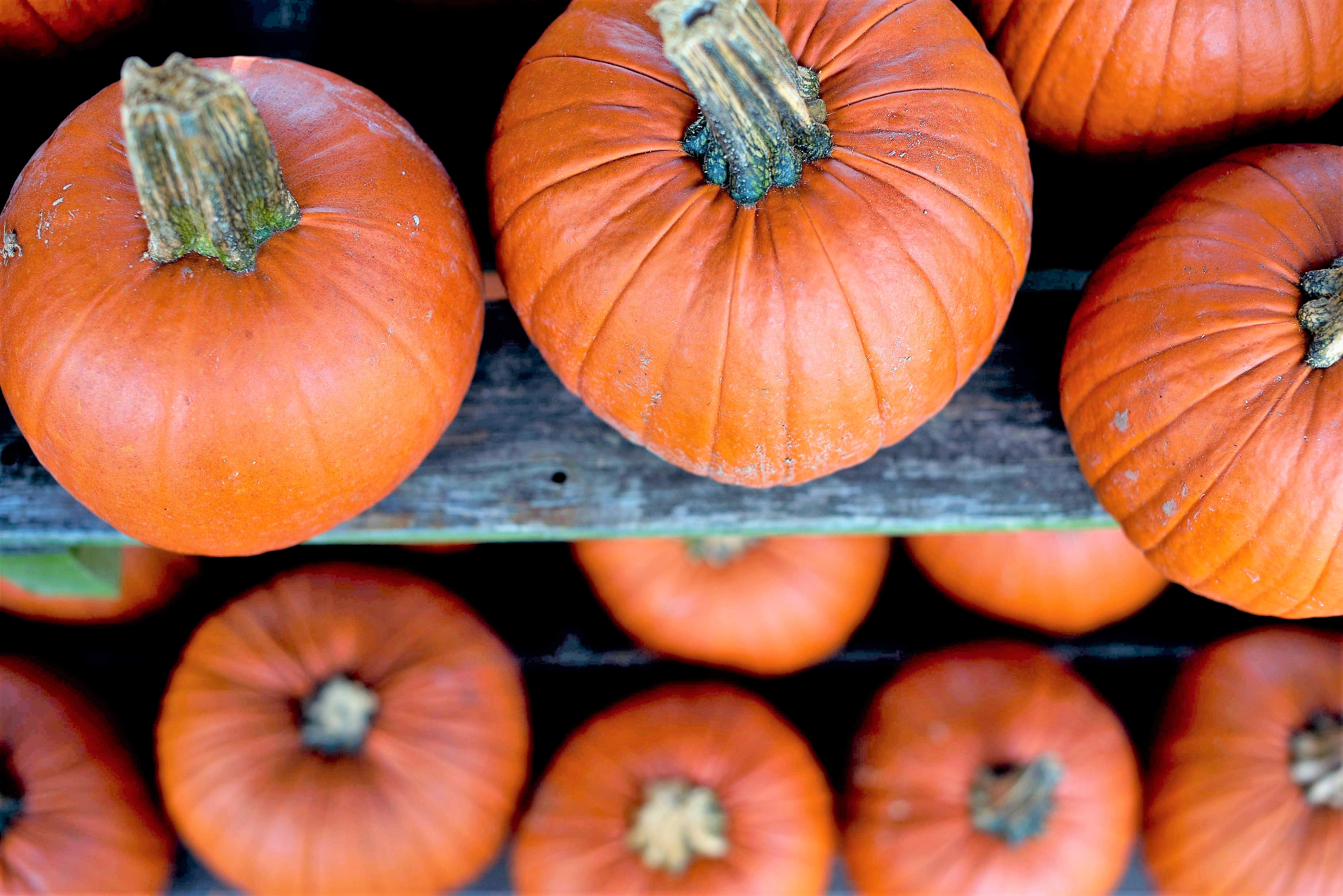 Five Places to Find the Perfect Pumpkin | Where Y'at New Orleans