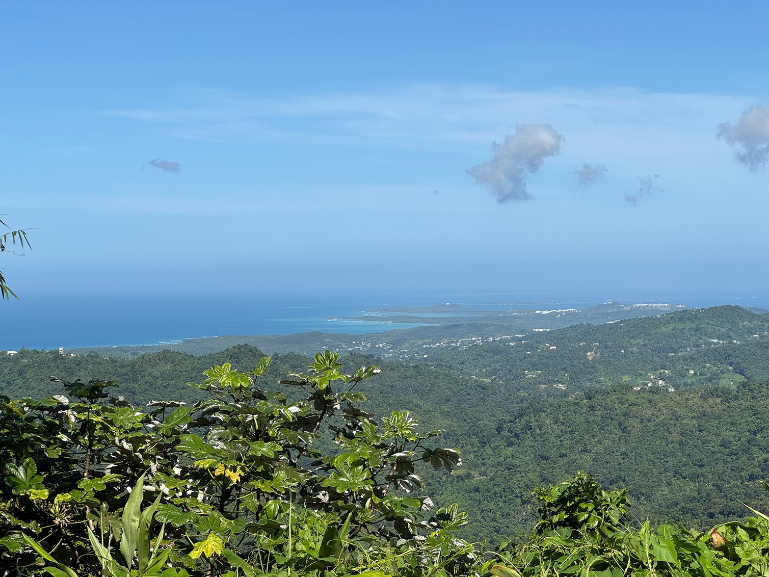 Puerto Rico: A Floating Island of Flowers | Where Y'at New Orleans