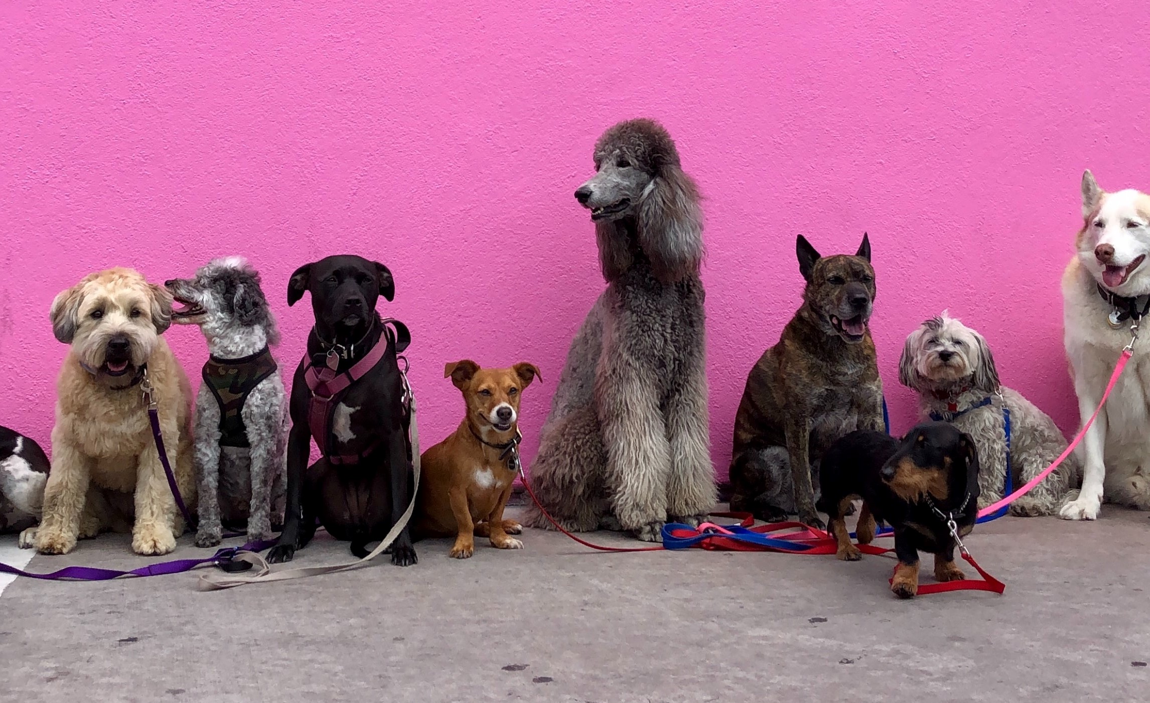 Louisiana SPCA Helping Feed Pets in Quarantine | Where Y'at New Orleans